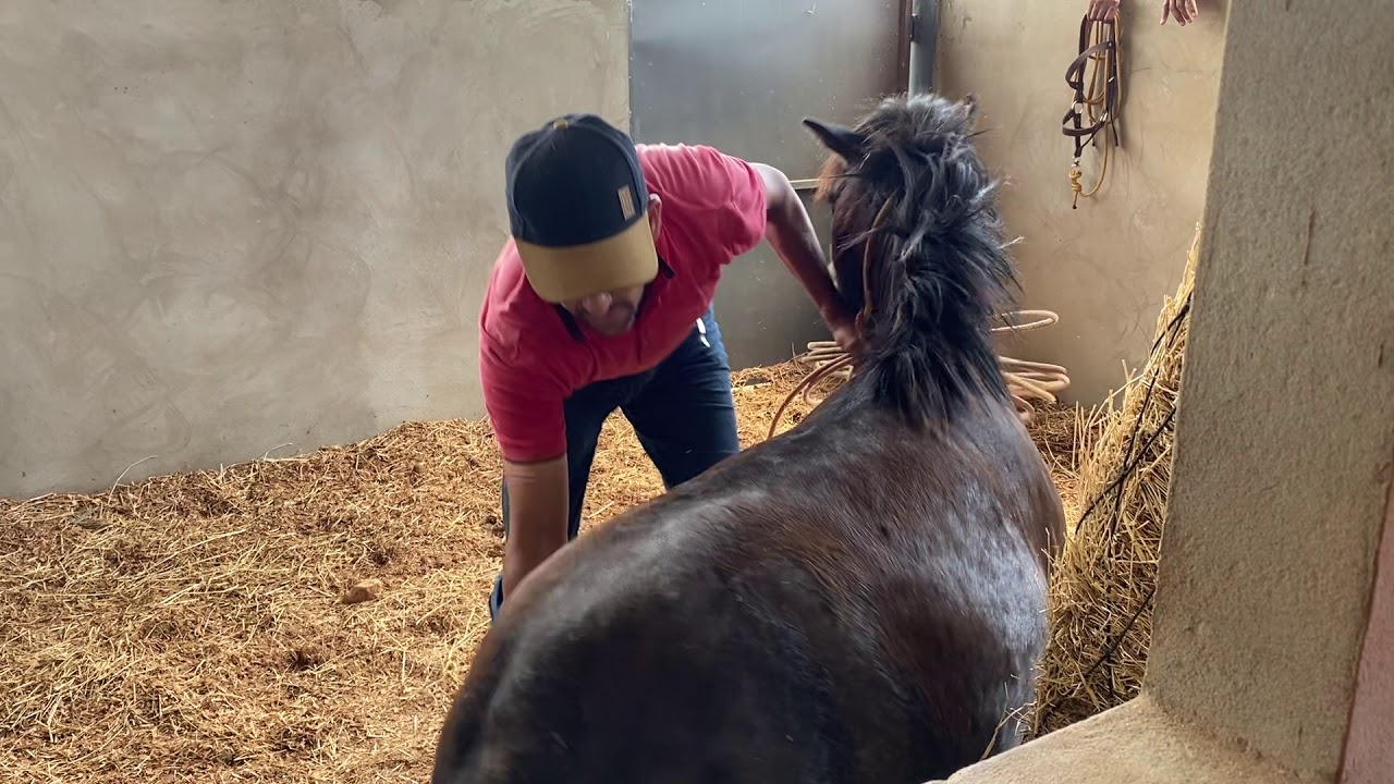 Mini Pônei Estrela, mini pônei antes da Doma Indiana - parte 2 - YouTube