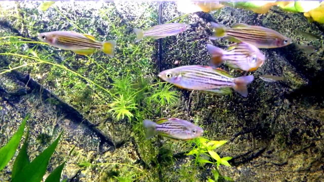 Macculloch's Rainbowfish Skull Ck (Melanotaenia maccullochi Skull Ck ...