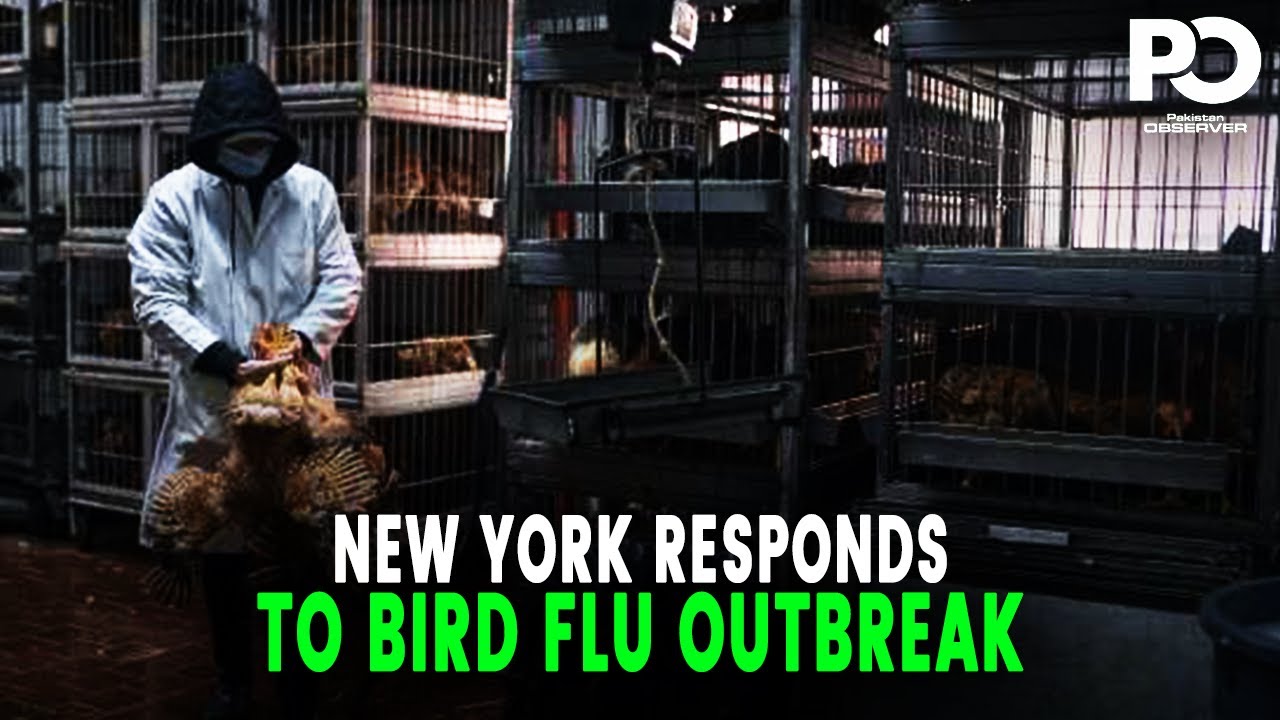NYC's Wild Response: How Bird Flu Outbreak Led to Epic Market Closures ...