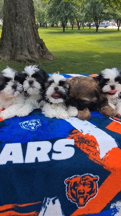 7 Week Old Shih Tzu Puppies • Sweet Soul Shih Tzus #dog #puppy #dogbreed #puppylove #breeder #fy ...