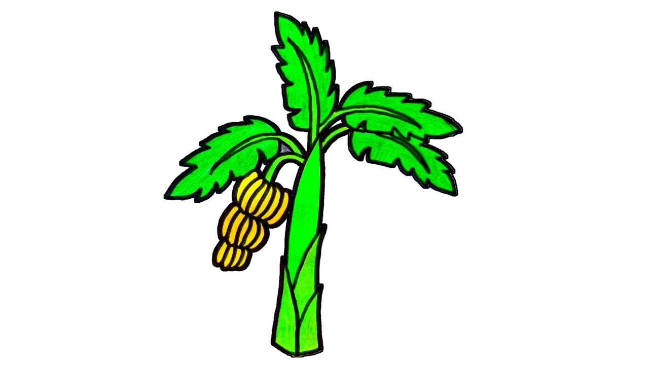 Banana Tree Drawing For Kids I Drew A Banana Farm : R/btd6
