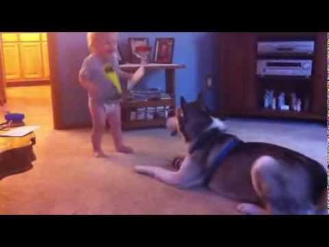 Haski i beba - YouTube
