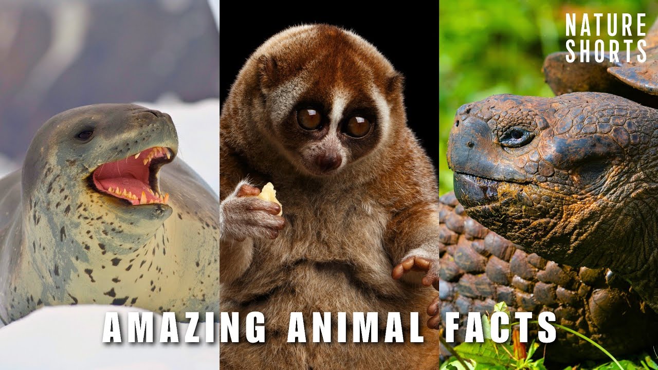 Amazing Animal Facts Compilation | Part 6 | Best of @wildlife-bits - YouTube