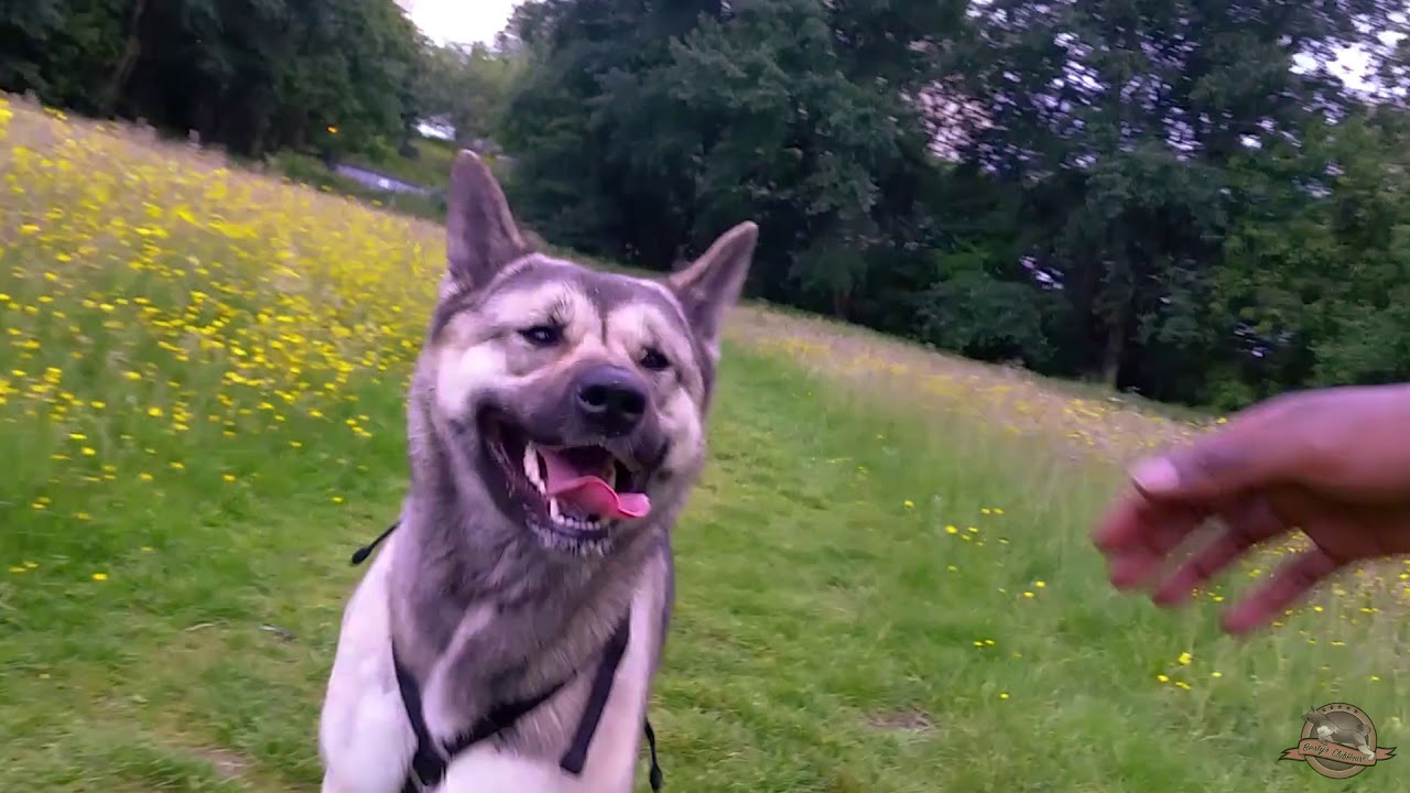 Dog vs Rabbit who is faster??? - YouTube