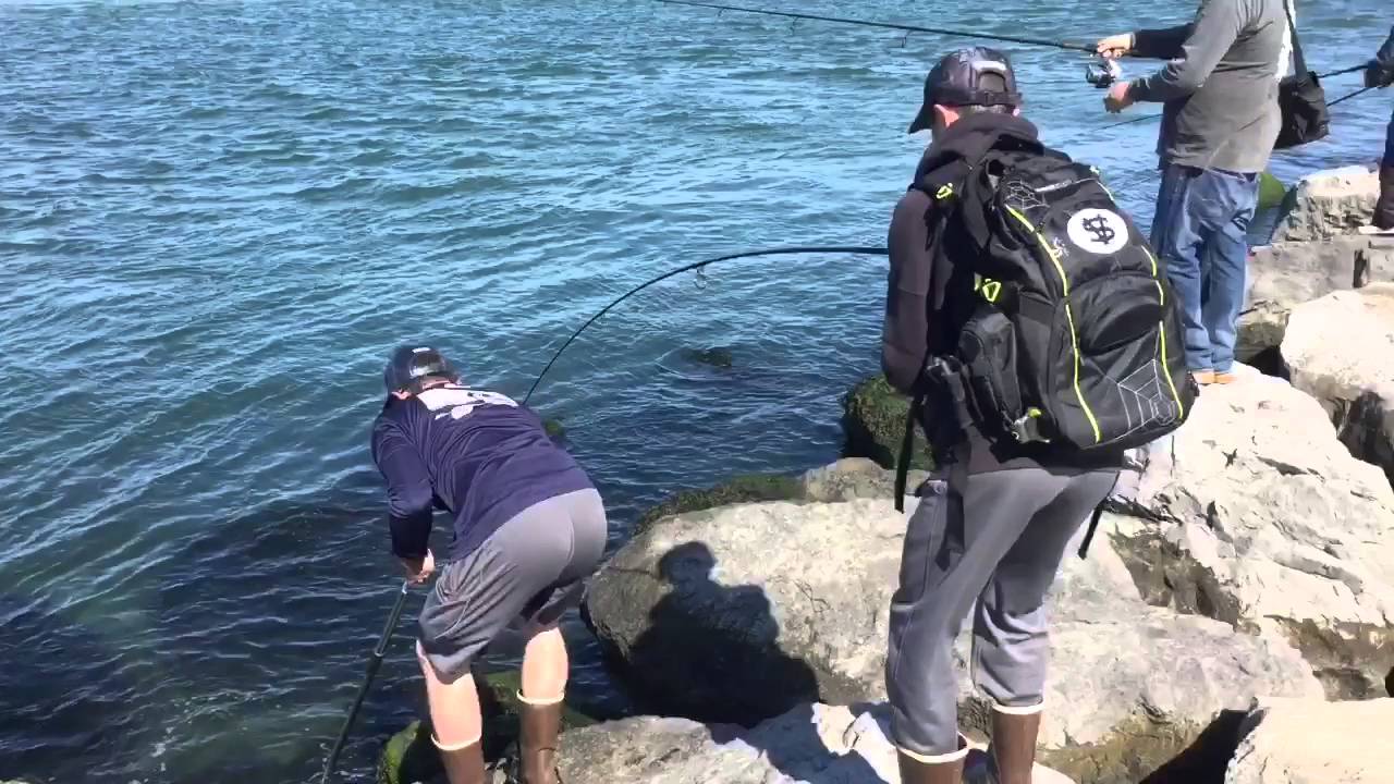 Epic Spring Gator Bluefish - YouTube