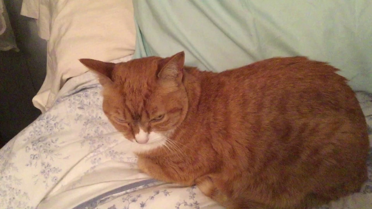 My Cat Pocky - YouTube