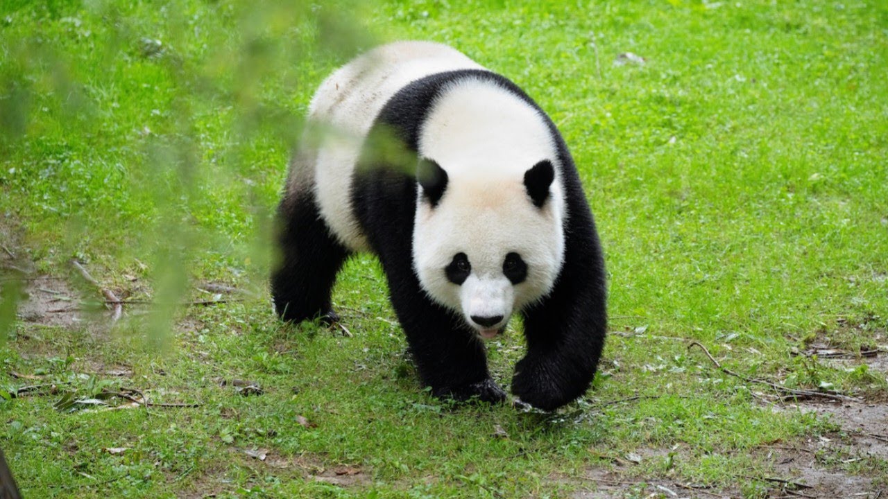 🐼Panda animals bear cartoon video new #cartoon #bear#panda - YouTube
