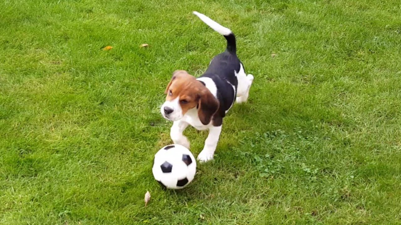 Beagle puppy (4 months) playing football ⚽️ - YouTube