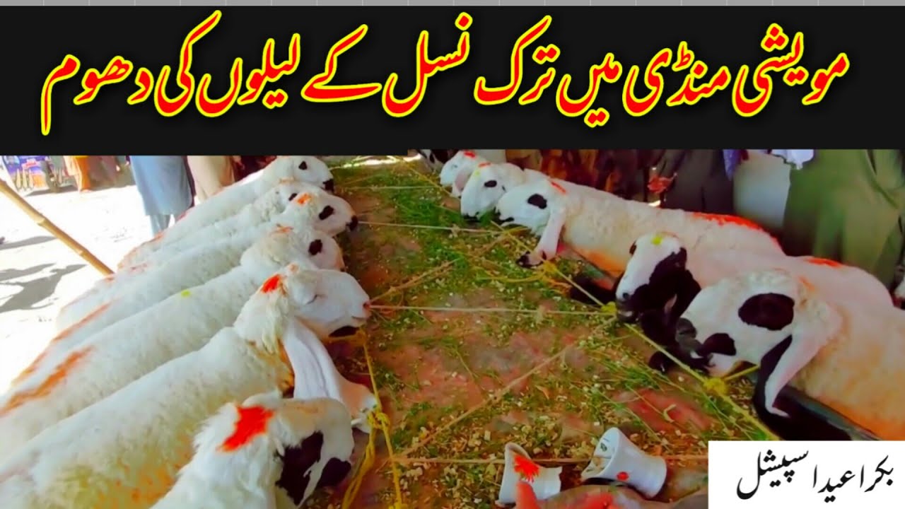 Turkish Fat Tailed Sheep |Beautifull Turkish Dumbe - YouTube