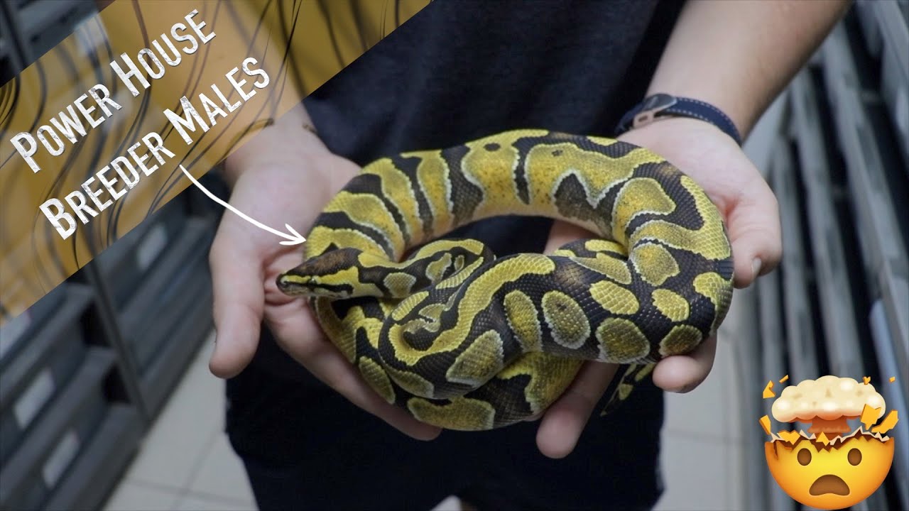 Our BEST Breeder Males EVER || Hypo Ultramel Clown, Puzzle, DG & More!! - YouTube