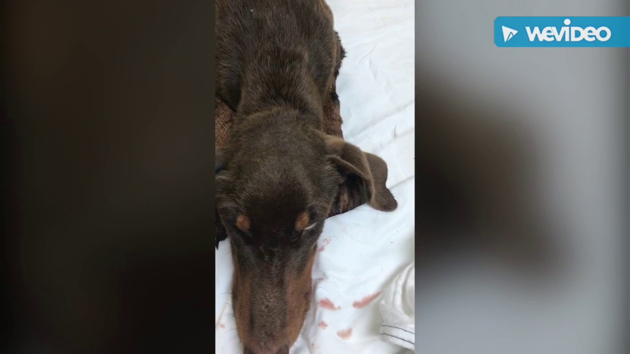 Thea! Dobbie that was about dead...... - YouTube