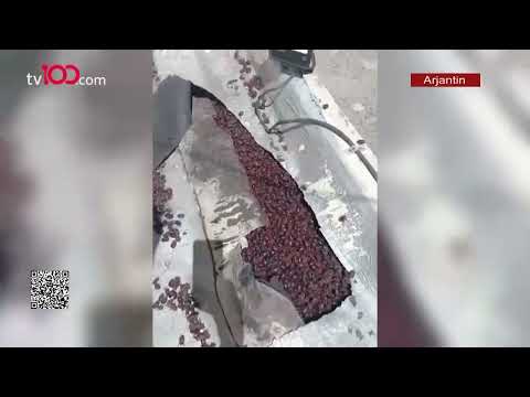 Milyonlarca böcek kenti istila etti!