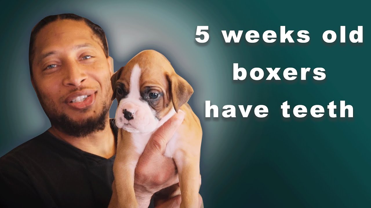 Itty Bitty Boxer Teeth & Time for Gruel-Dream Litter #3 - YouTube