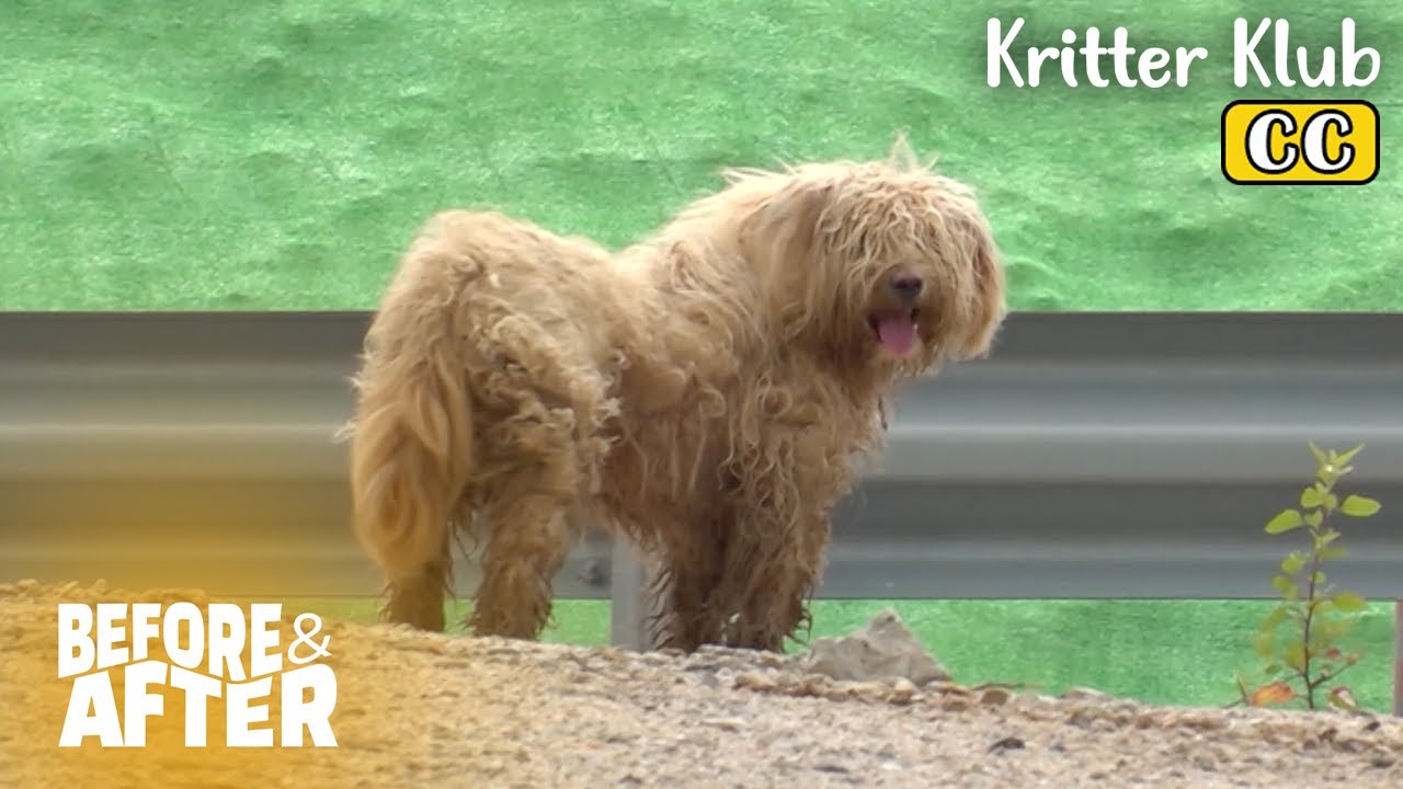 How Did Dog End Up In The Street With The Messy Hair? I Before & After ...