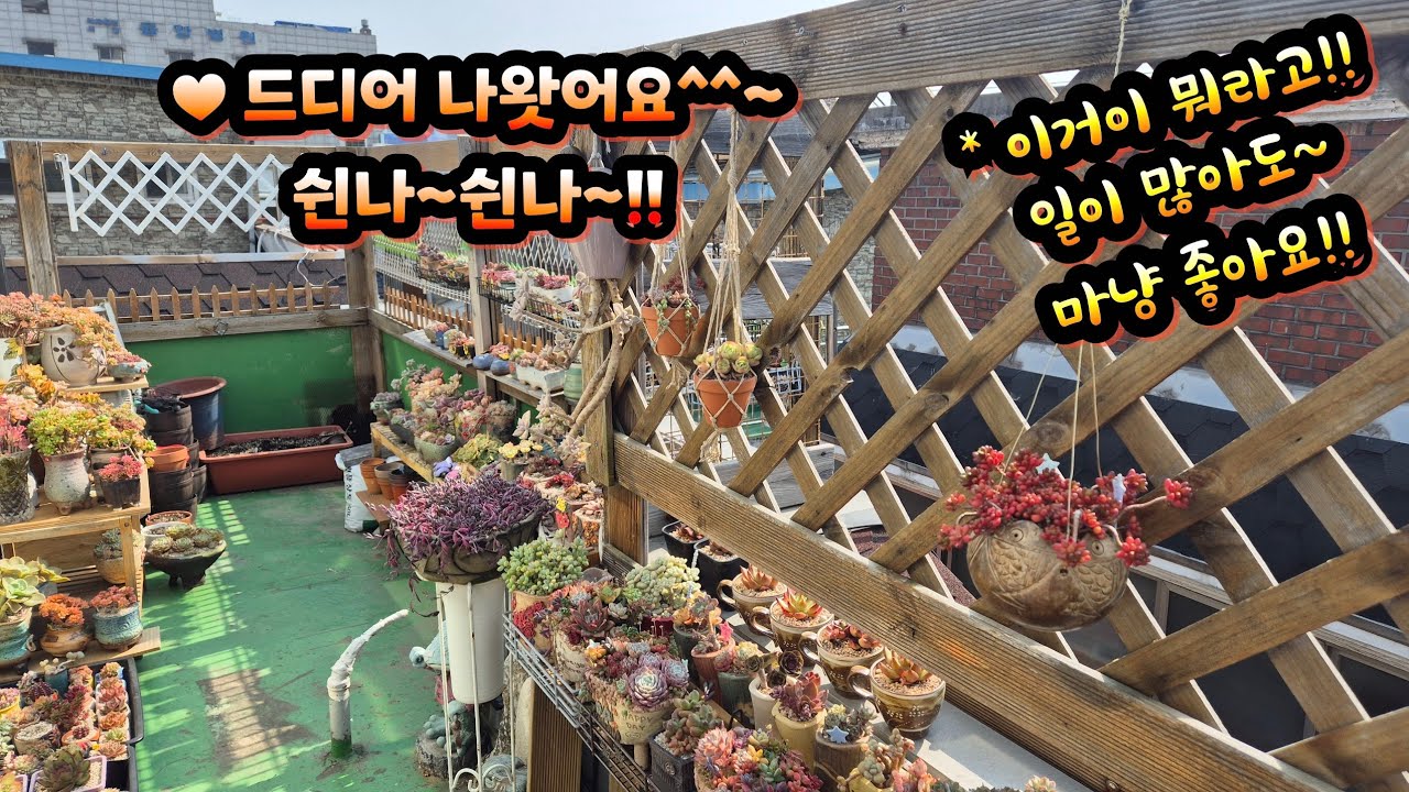 우왕 베란다 탈~~~출 성공 ♥️ 할일은 많아도 좋으다요 분갈이 시작해볼까요아싸 옥상다육키우기 옥상다육 다육