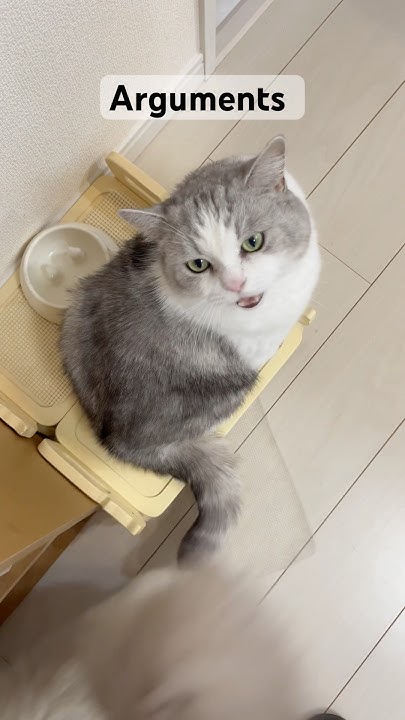 Arguments #kittens #cat #prettycat #cuteanimal #cute #cutecat #kitten #cutepet #cats #catlover ...