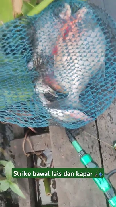 Strike bawal lais dan kapar 🎣 - YouTube