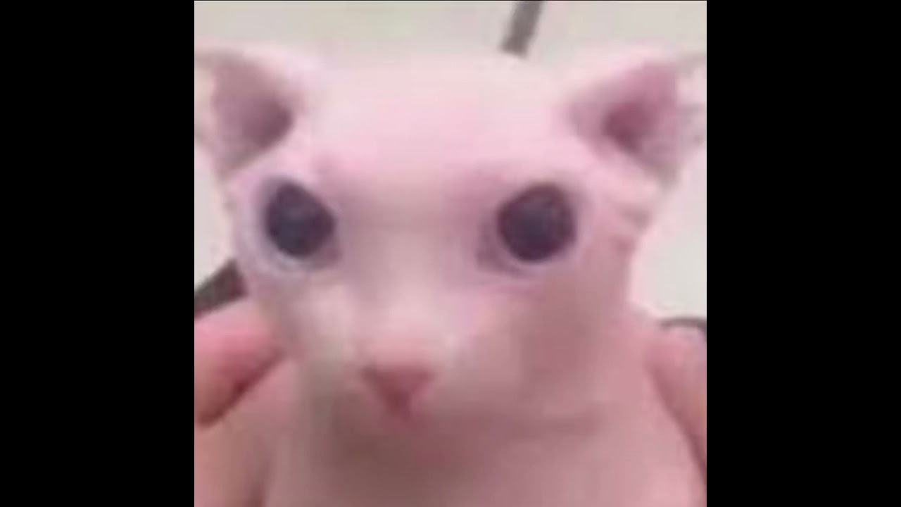 Stupid Bingus - YouTube