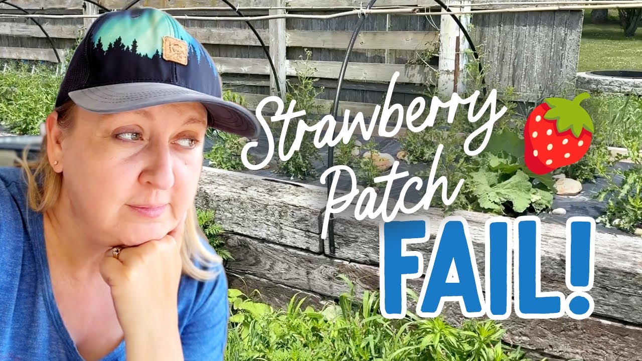 Major Strawberry Fail … Then This Happened! 🍓 - YouTube