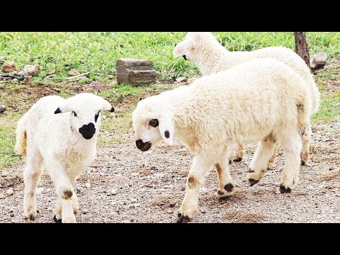 صوت الخروف , خروف ,صوت الغنم