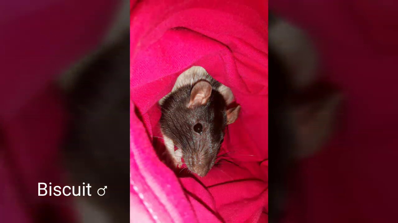 Bébés rats (1er au 15ème jours) + le papa et la maman - YouTube