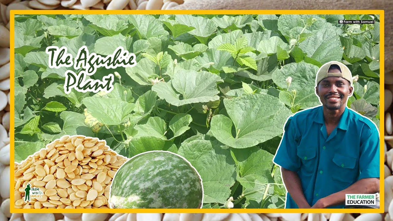 The White Melon Seeds (Agushie) : A Nutritional Powerhouse with ...