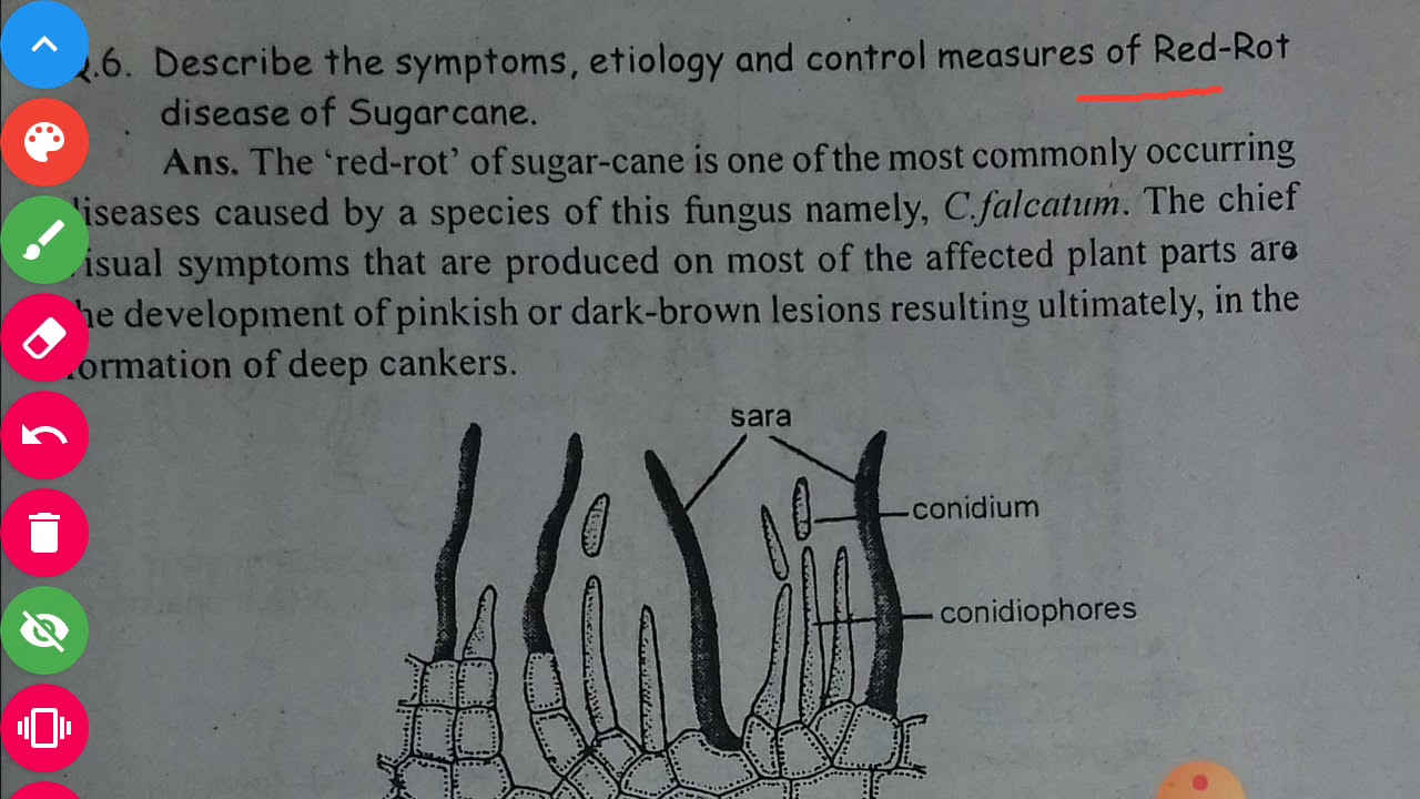 Red rot disease of sugarcane BSc #botany 1st year paper-2 - YouTube