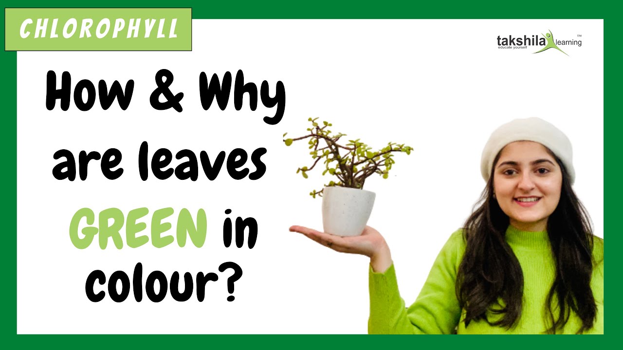 Why are leaves green? | Chlorophyll | Environmental Science - YouTube