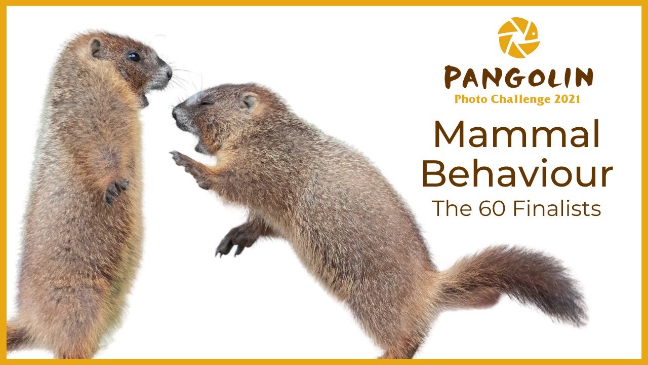 Nature Photography | The 60 Mammal Behaviour Photo Challenge Finalists ...