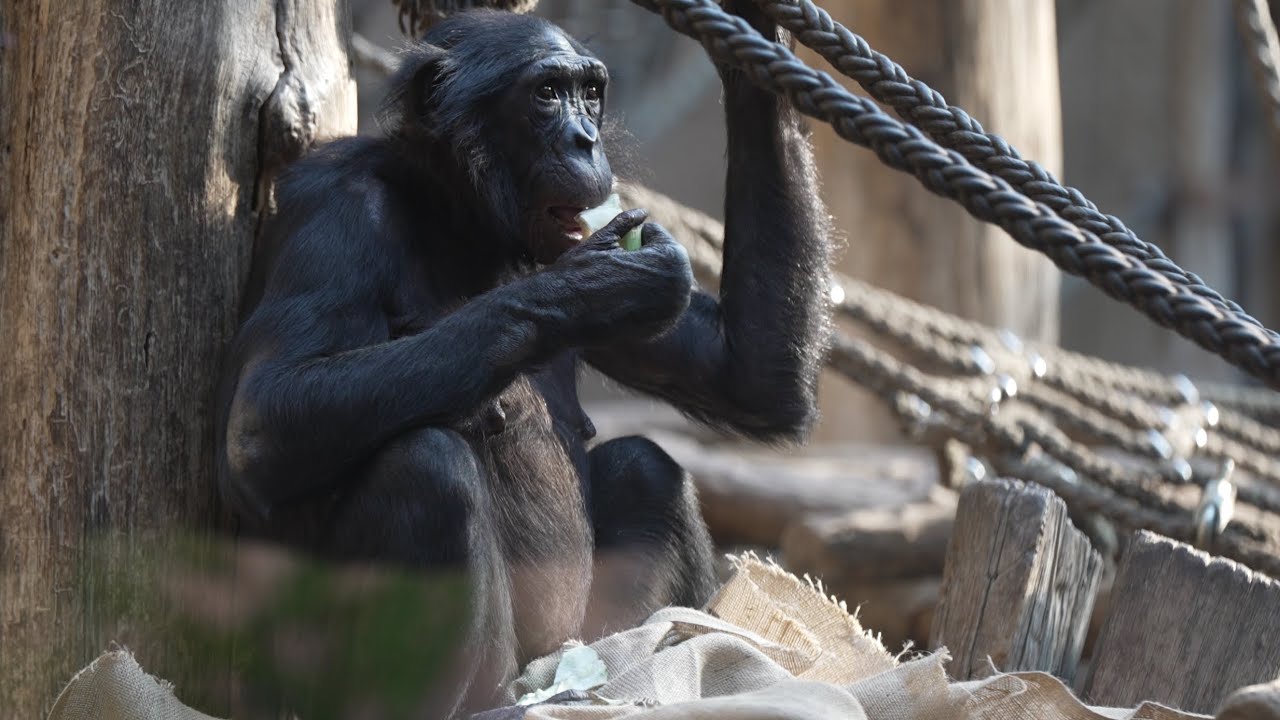 bonobo video 4k,Bonobo family inside 4k,Zoo Leipzig Pongoland - YouTube