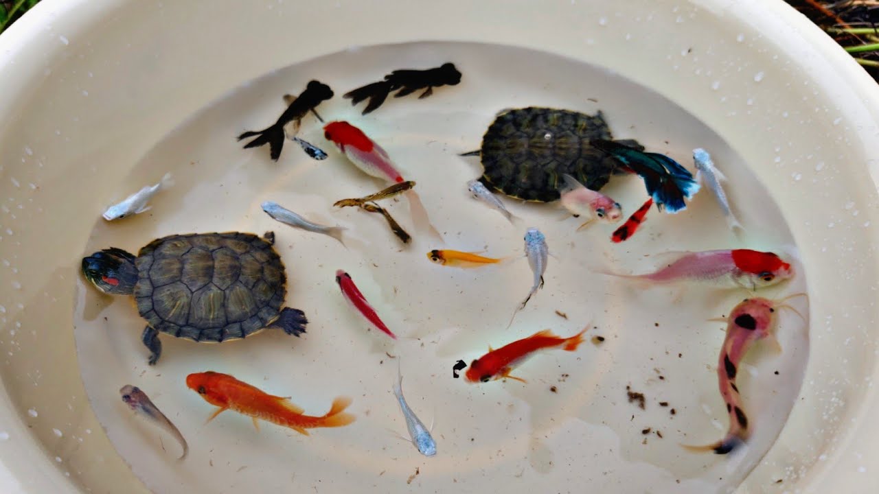 Menangkap banyak Ikan hias, molly slayer, mas koki, ikan lele, koi ...