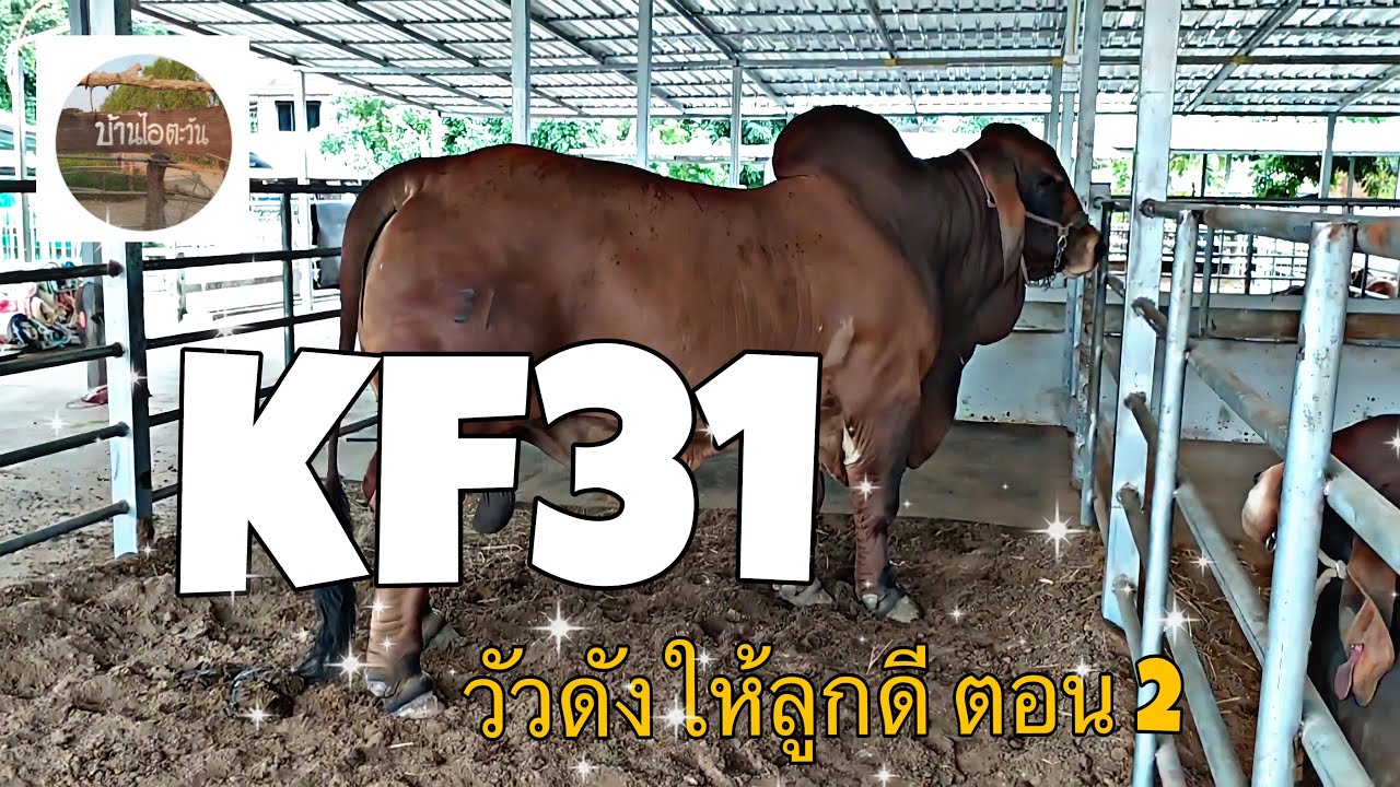 อัพเดตล่าสุด วัวดังให้ลูกดี กัมโบ้KF31 - YouTube