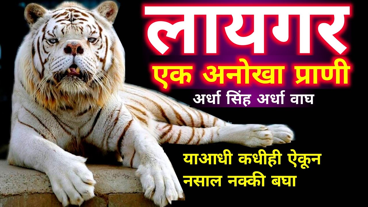 liger vishay mahiti | liger chi mahiti | liger prani chi mahiti | liger ...