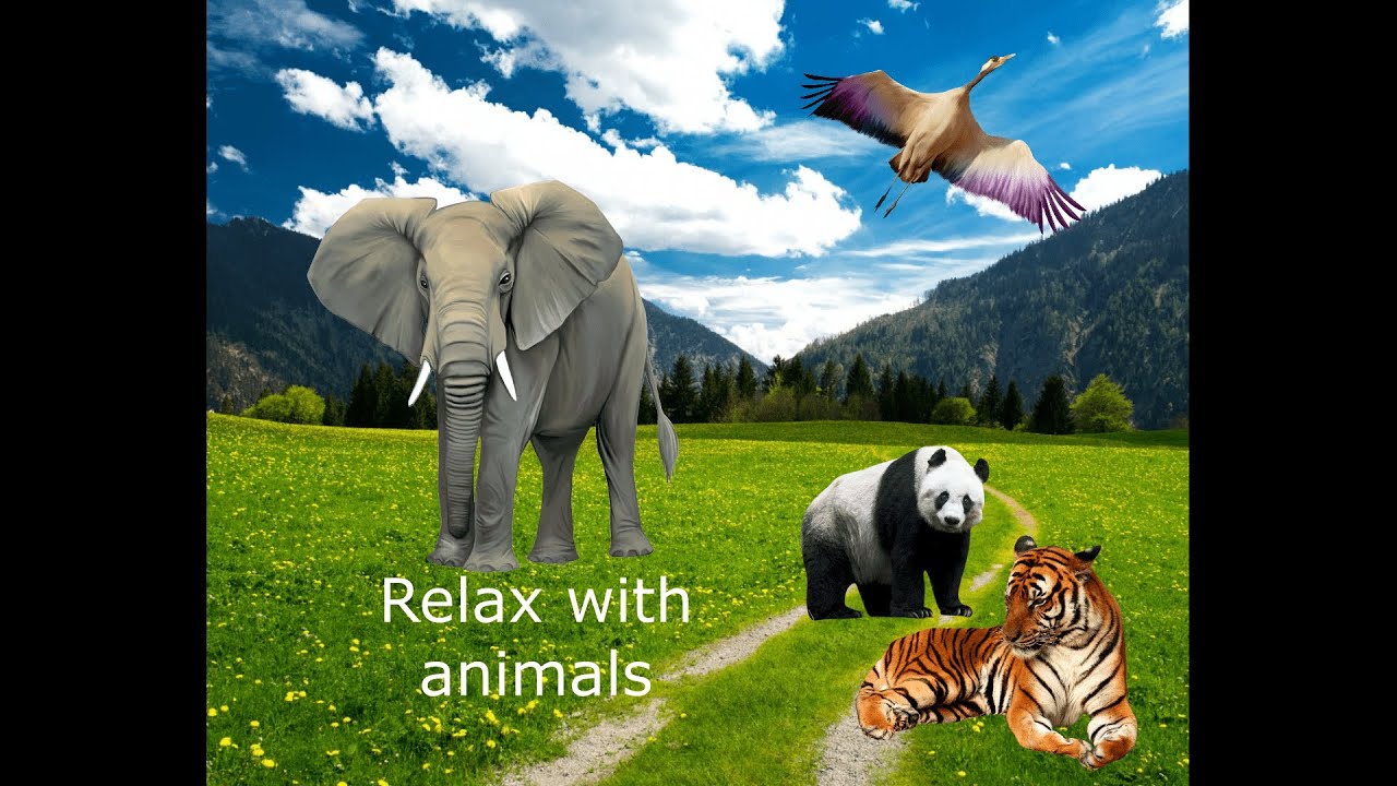 Relaxation with animals - YouTube