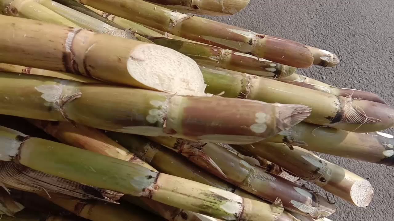 Sugarcane pieces/ Gunna /Pure Sugar / Sugar Treat, - YouTube