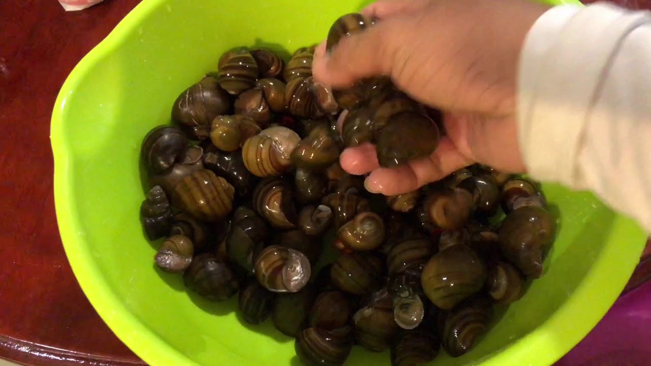 Cook wild snails - YouTube