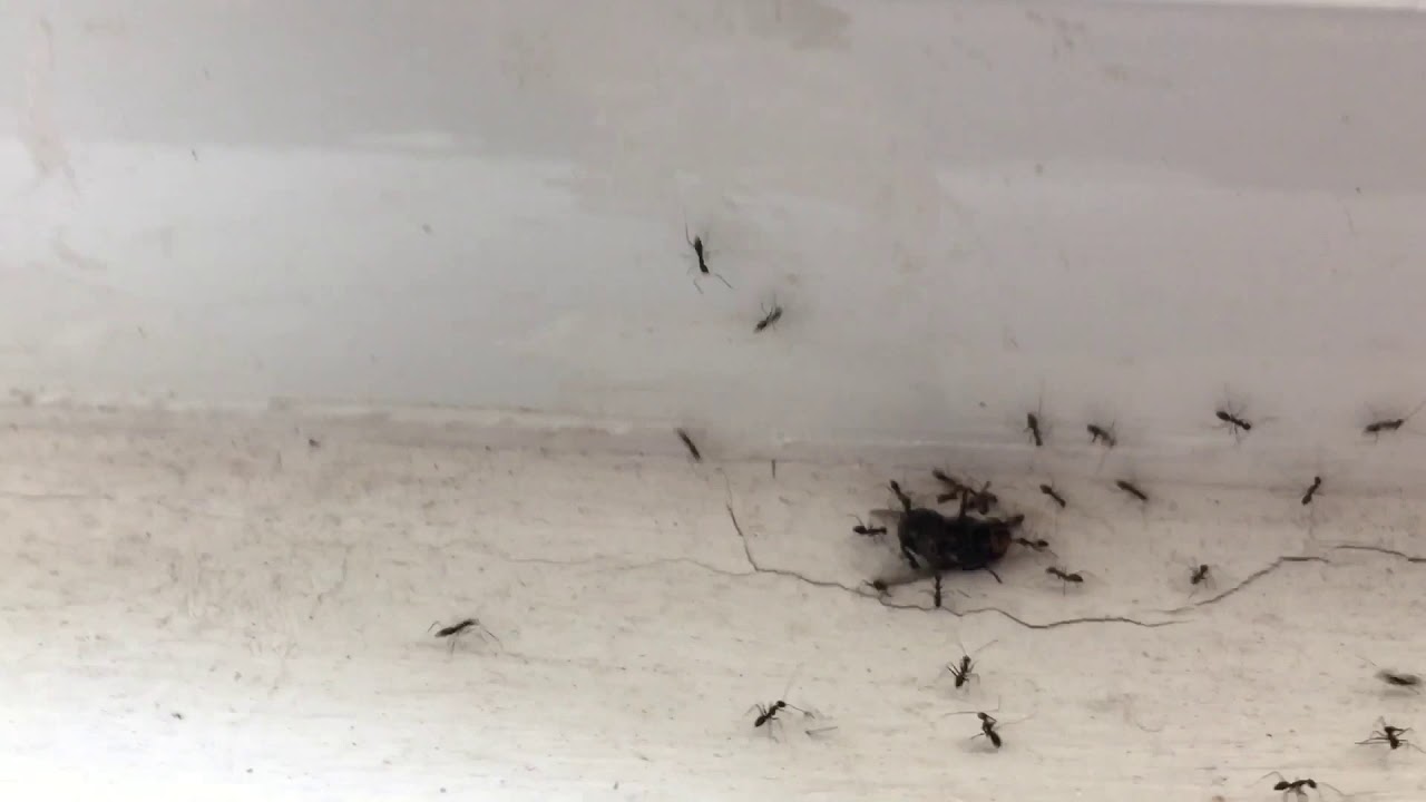 Ants eating big fly - YouTube