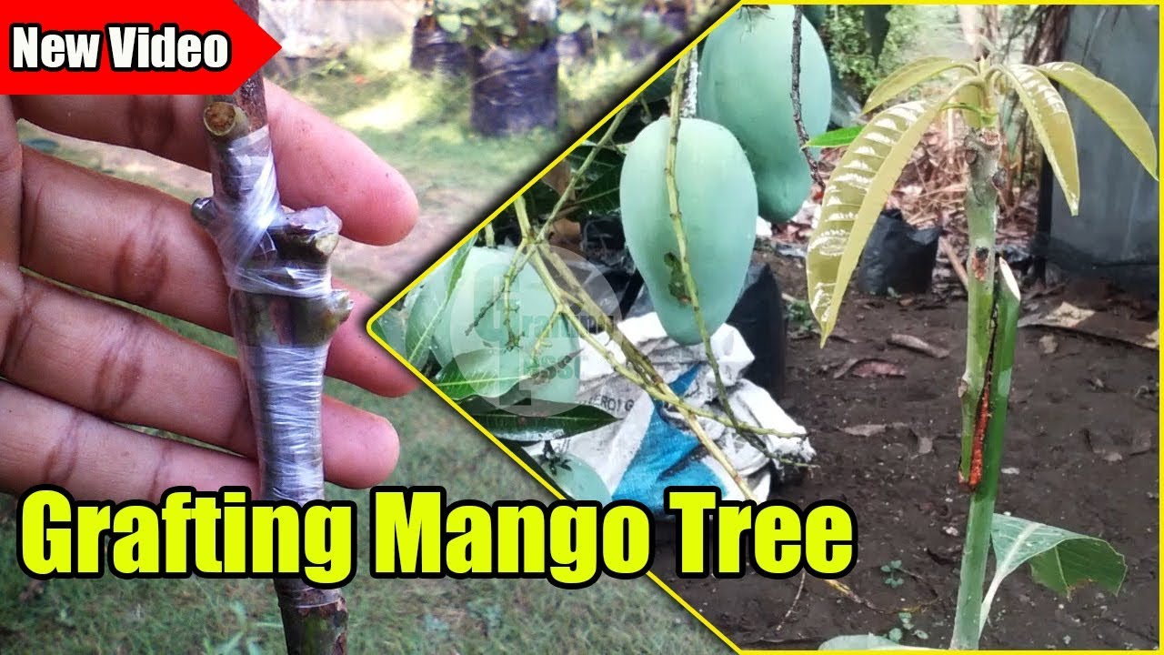 Grafting Mango Tree Step by Step - YouTube