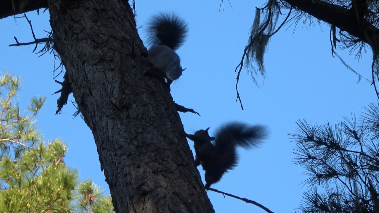 Gray squirrels "play tag" - YouTube