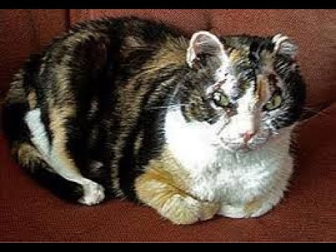 Scarlett - The Hero Cat Braved Fire To Save Her Kittens - YouTube