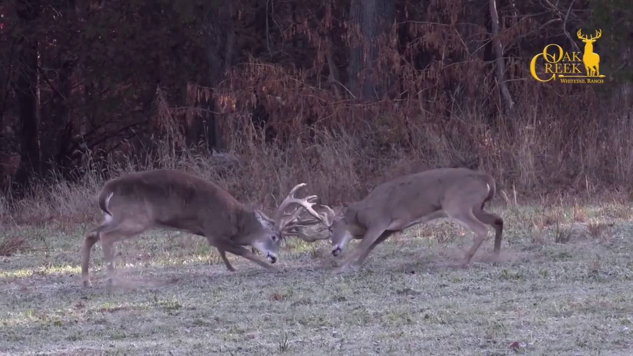 Best Monster Buck Fight at Oak Creek - YouTube