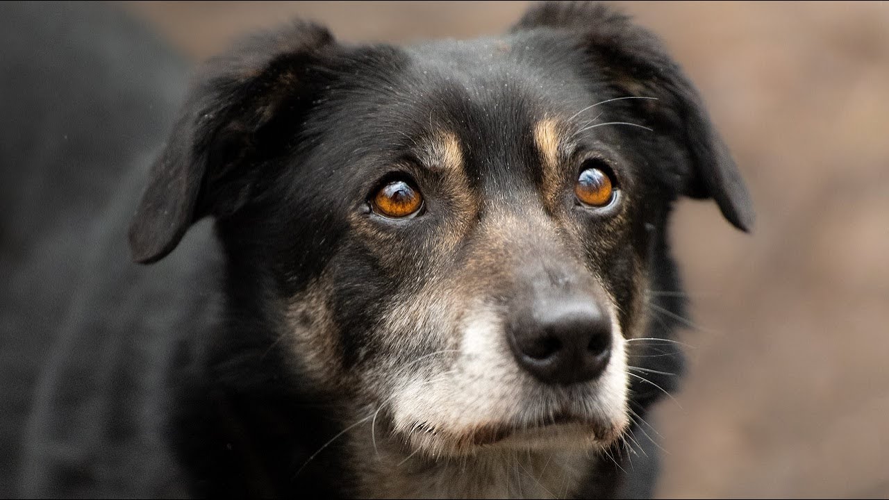 How Do You Build Trust With a Stray Dog?🐾🐾🐾 - YouTube