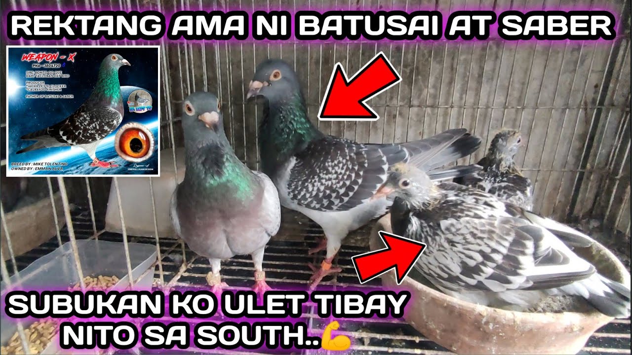 SUBUKAN KO ULET TIBAY NITO SA SOUTH...💪 | REKTANG AMA NO BATUSAI AT ...