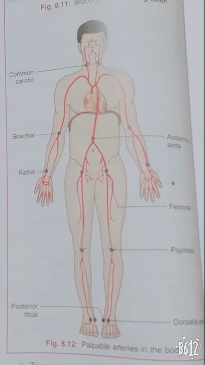 Palpable Arteries In The Body With Diagram Youtube