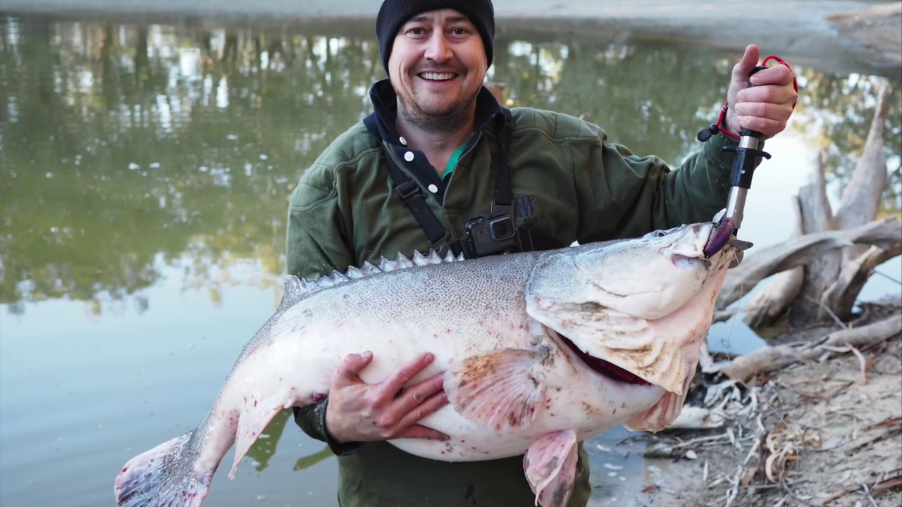 The hottest cod surface action i've ever seen 2x 110cm cod off the top ...