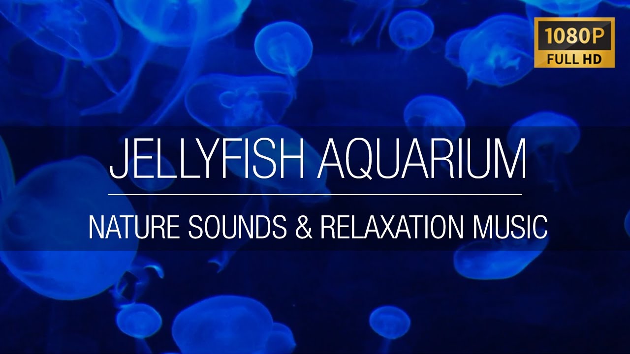 Jellyfish Aquarium - Full HD - Underwater Sounds Ambience 🐙🌊 - YouTube