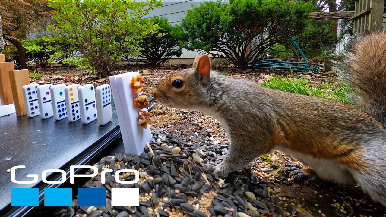 GoPro Awards: The Squirrel Feeding Machine - YouTube