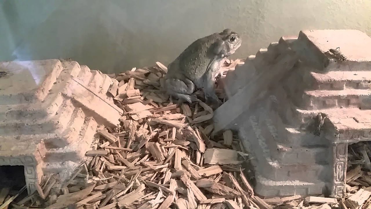 Bufo Alvarius eating crickets | Colorado River Toa - YouTube
