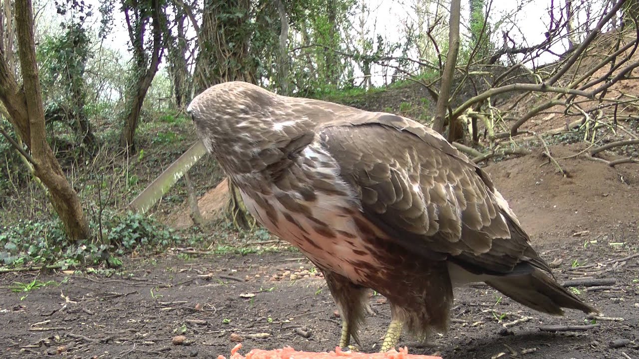 Buzzard Swoops at Squirrel - YouTube