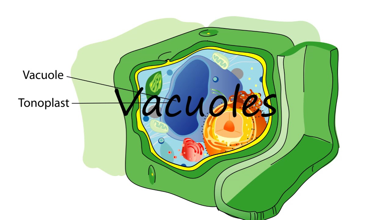 How to Pronounce Vacuoles? - YouTube